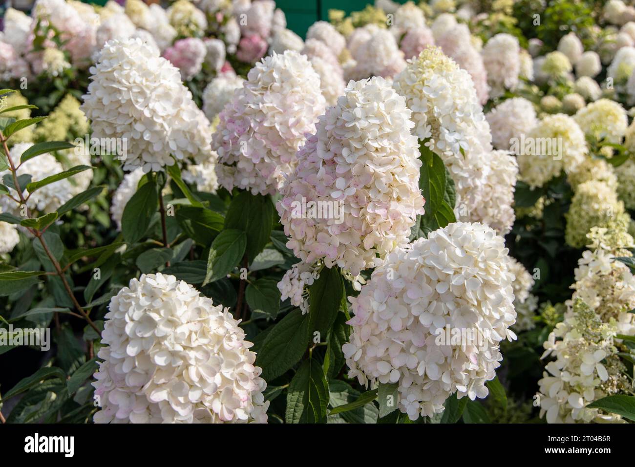 Hydrangea paniculata Rensam Samara Lydia. Pink hydrangea bush Stock ...