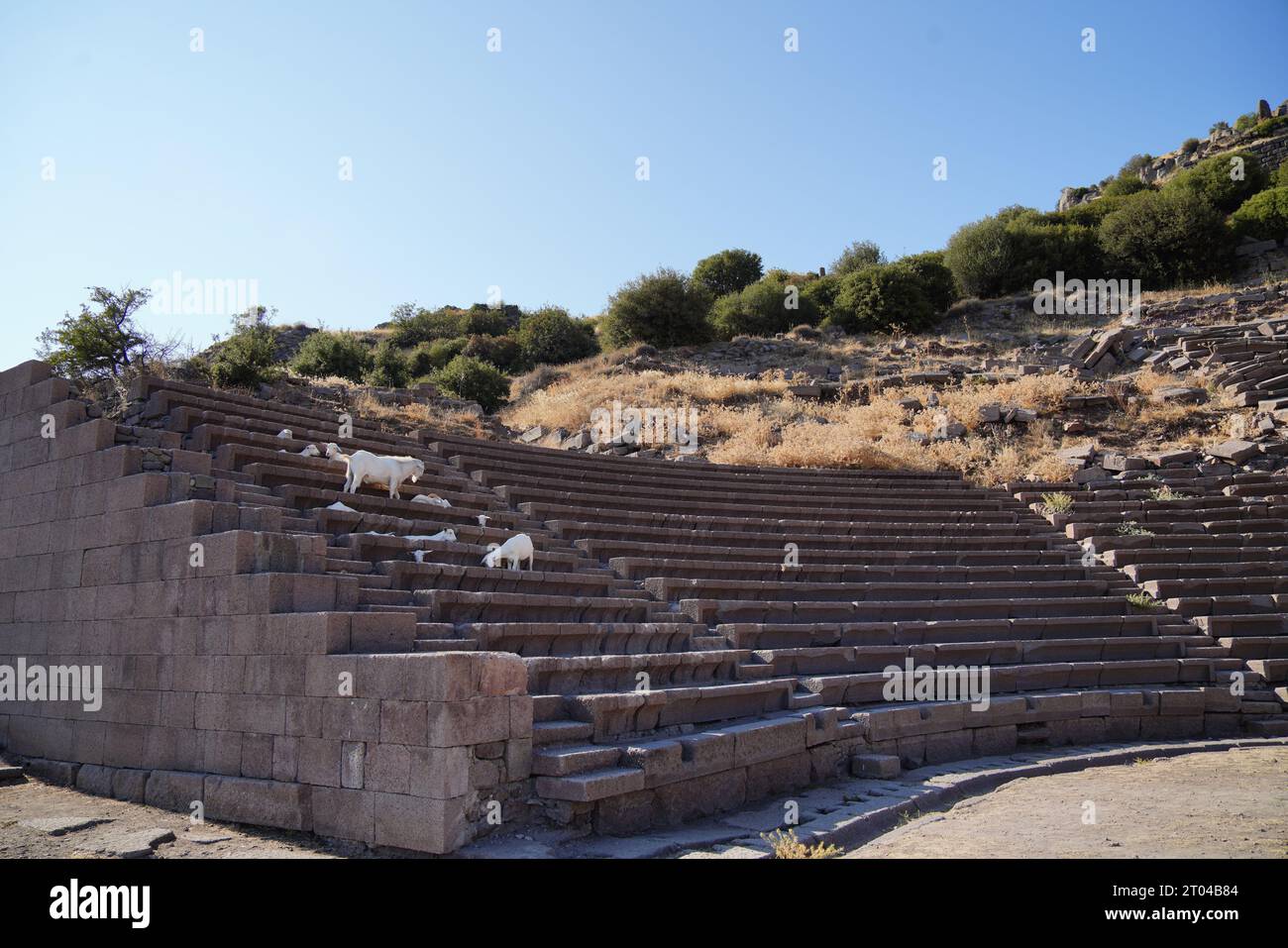 The goats at the ancient theater in Canakkale Assos Stock Photo - Alamy