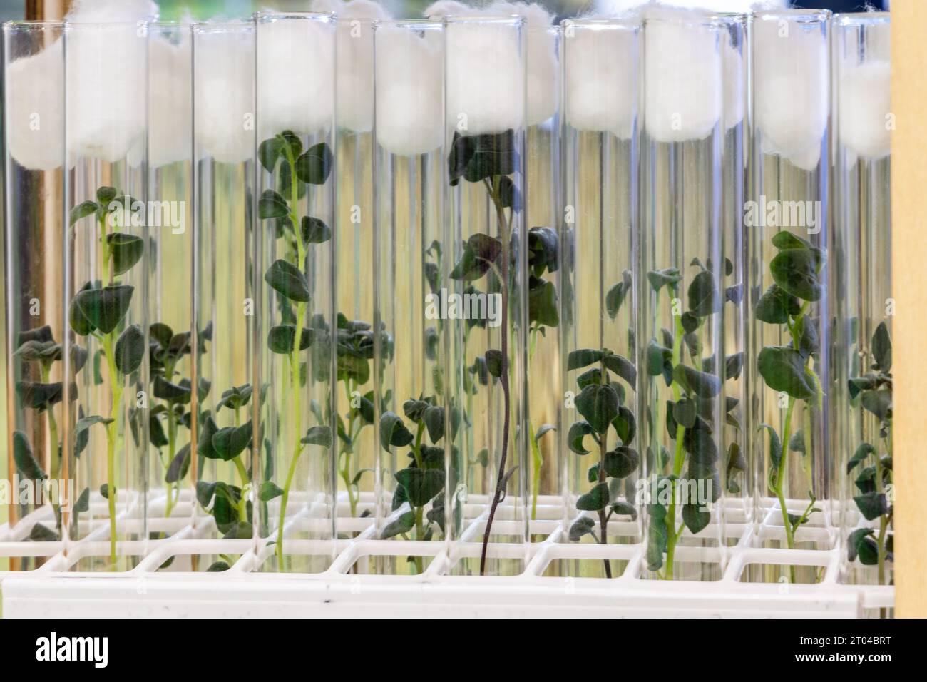 Potato meristem in vitro. Sprouts of an agricultural plant grown in ...