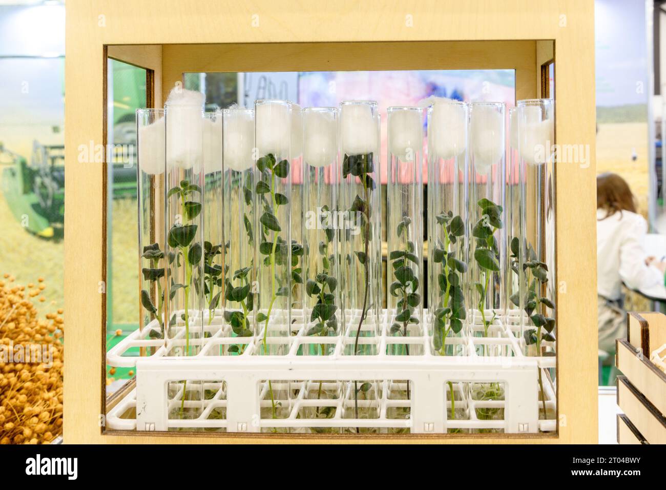 Potato meristem in vitro. Sprouts of an agricultural plant grown in ...