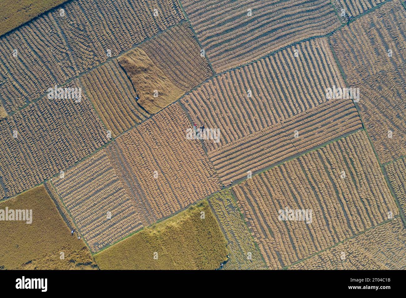 Paddy rice field panorama seen from above during harvesting season at ...