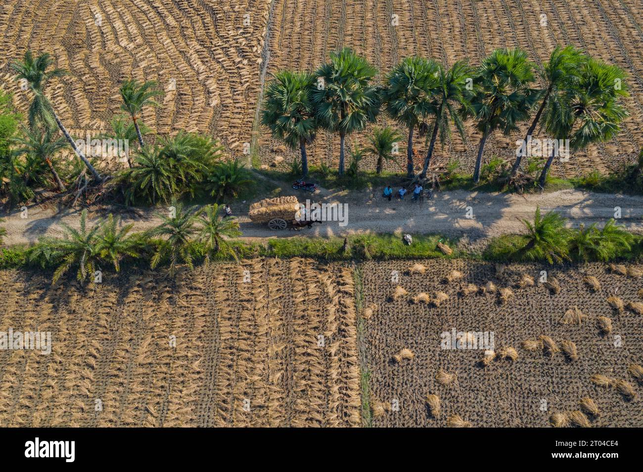 Farmers transporting rice paddy by Buffalo cart from field to home ...