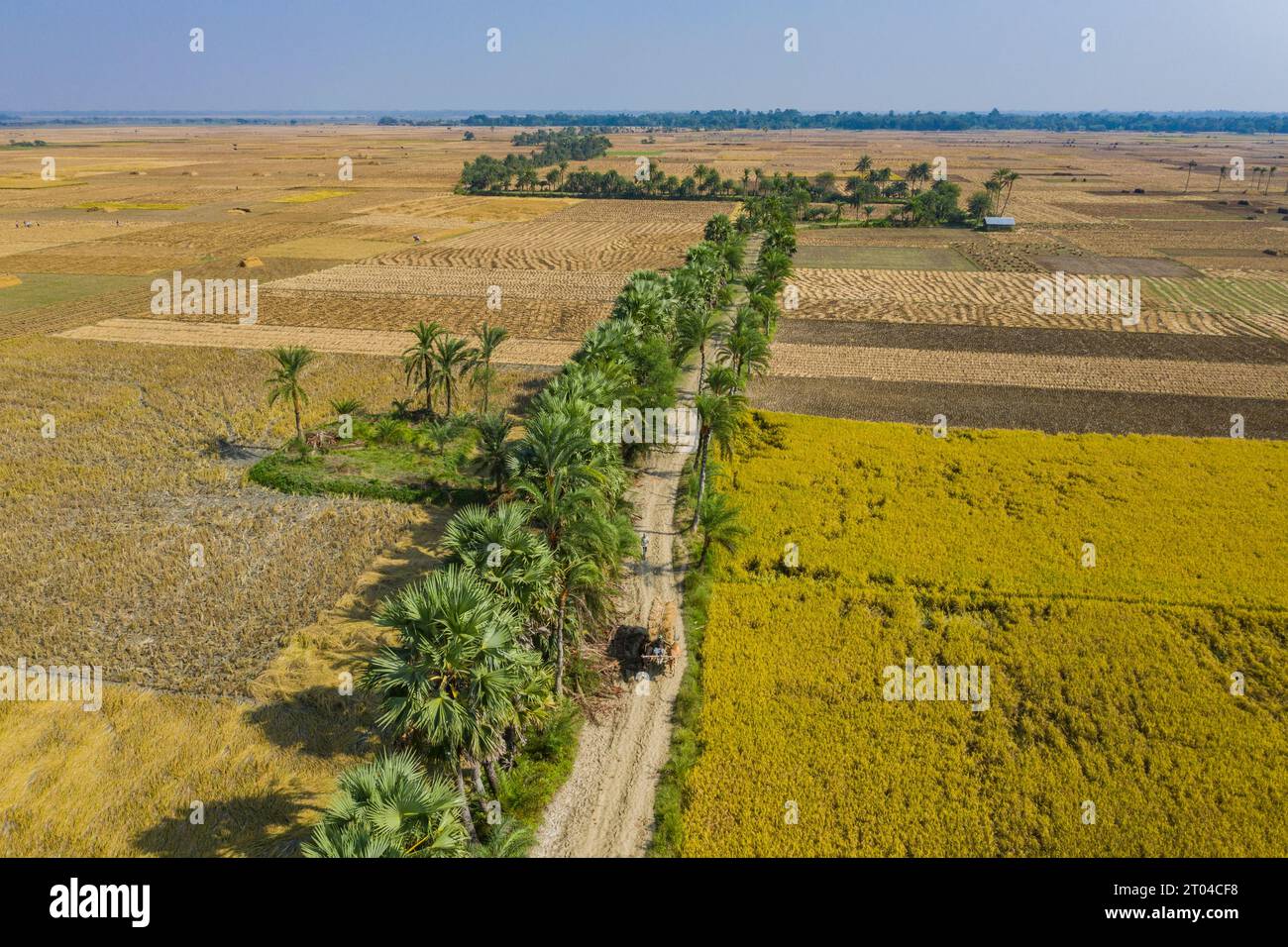 Paddy rice field panorama seen from above during harvesting season at ...