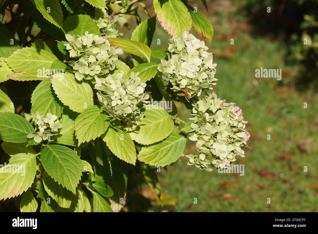 Discolored pink flowers of Hydrangea (Hydrangea macrophylla) in autumn ...