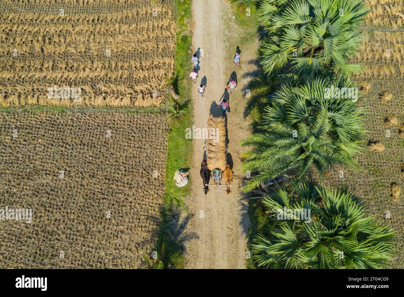 Farmers transporting rice paddy by Buffalo cart from field to home ...