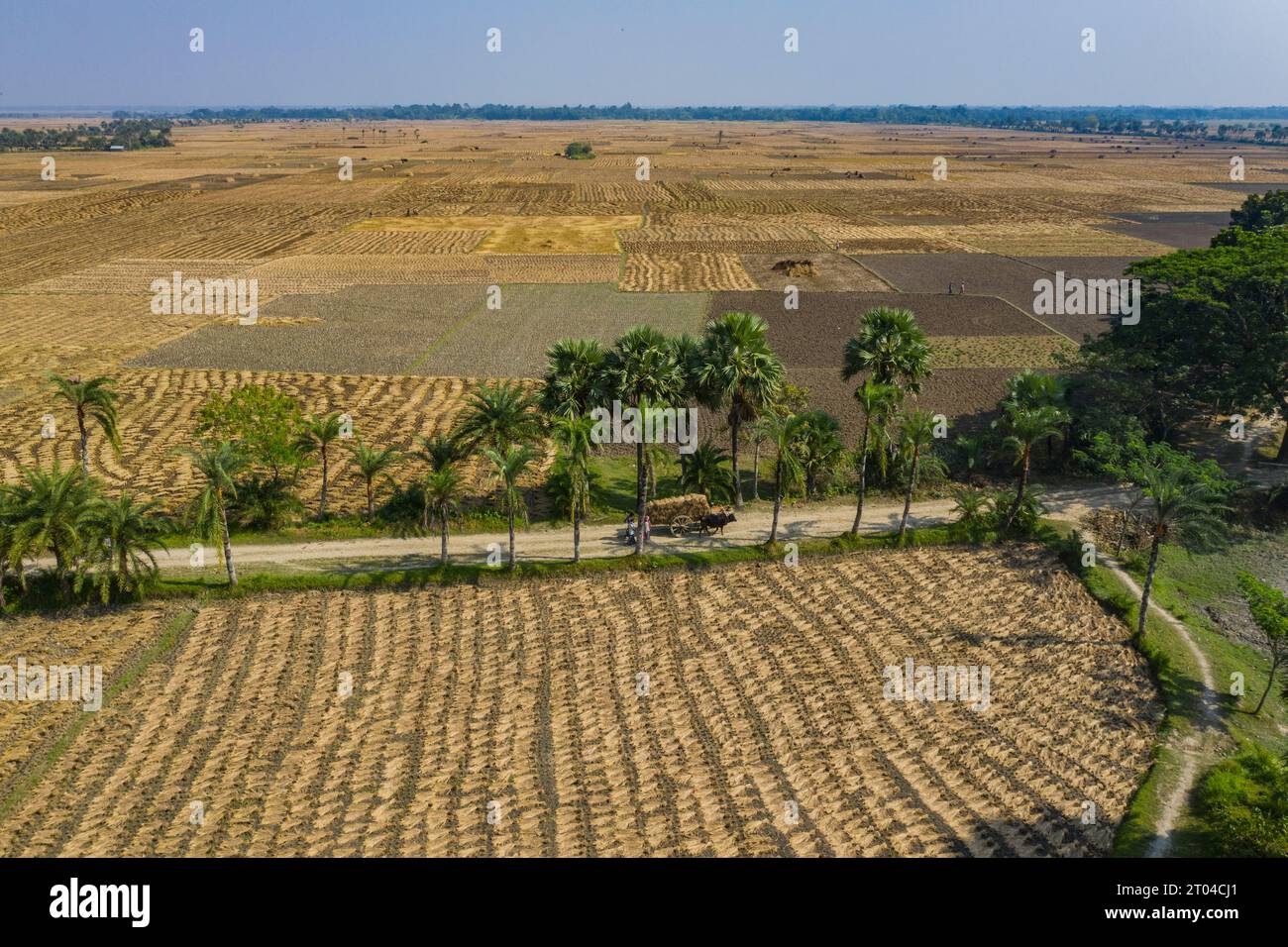 Farmers transporting rice paddy hi-res stock photography and images - Alamy