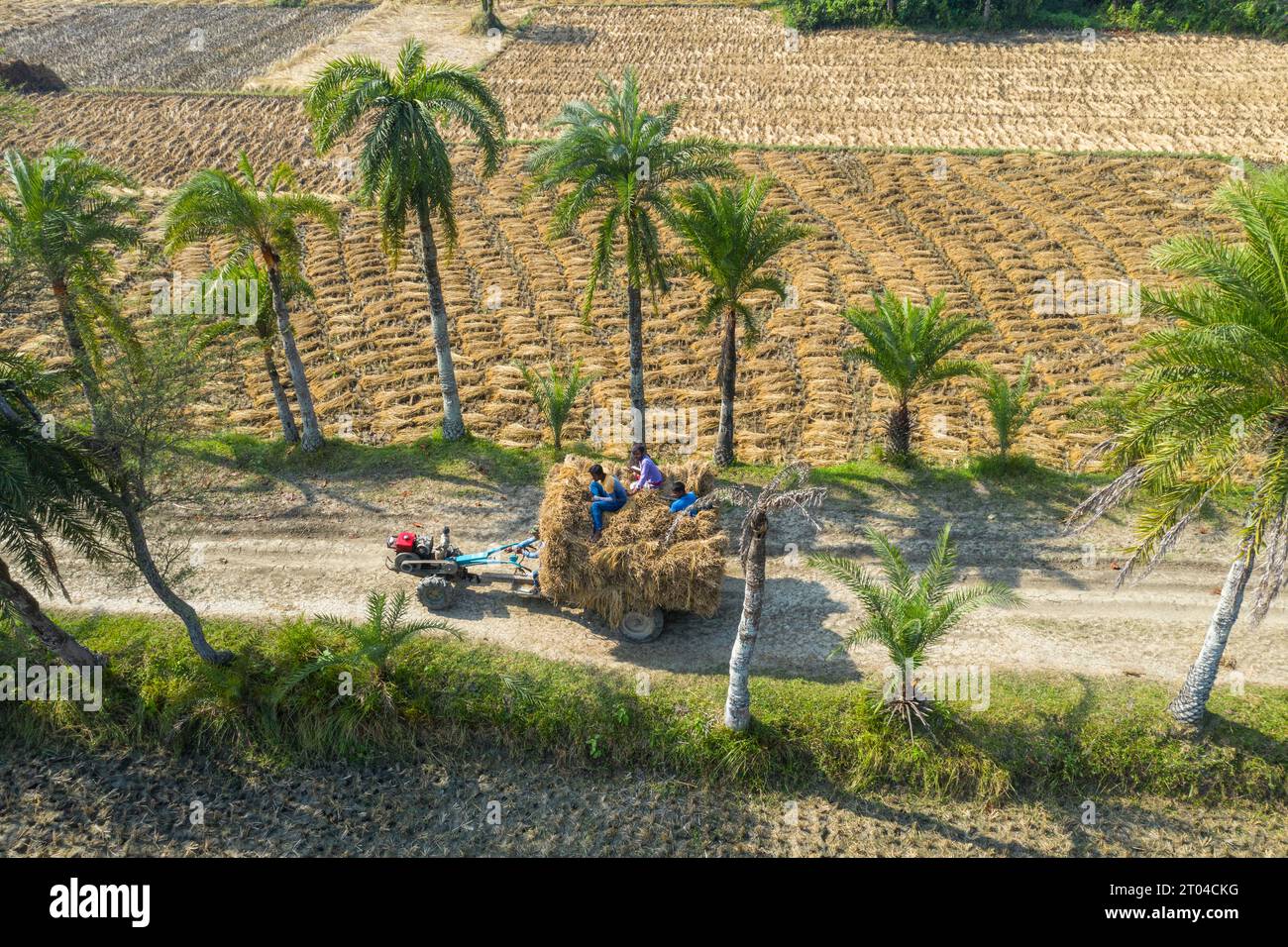 Farmers transporting rice paddy by Buffalo cart from field to home ...