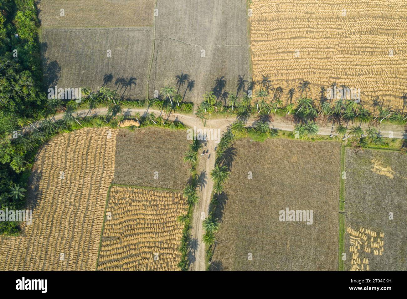 Paddy rice field panorama seen from above during harvesting season at ...