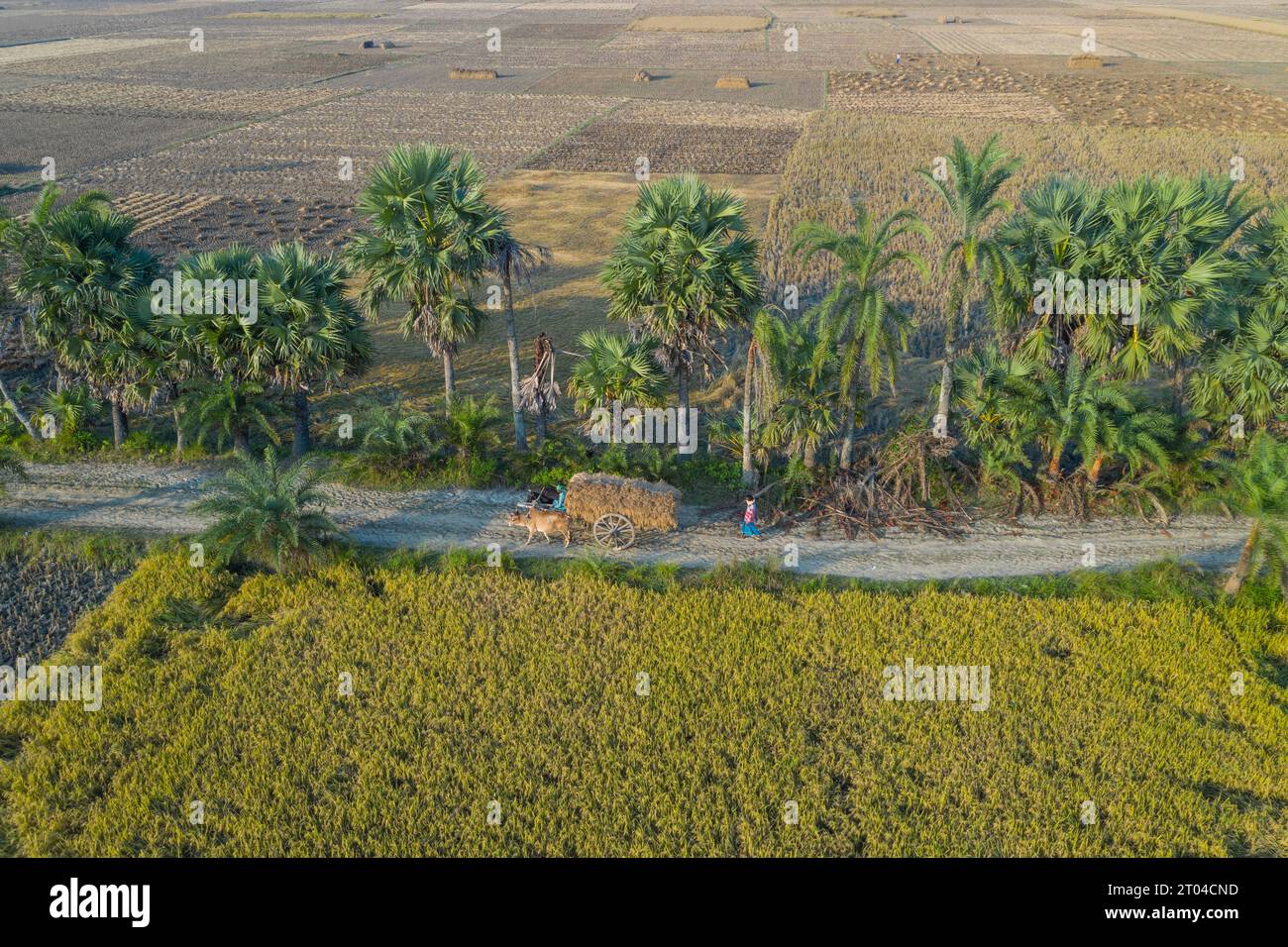 Farmers transporting rice paddy by Buffalo cart from field to home ...