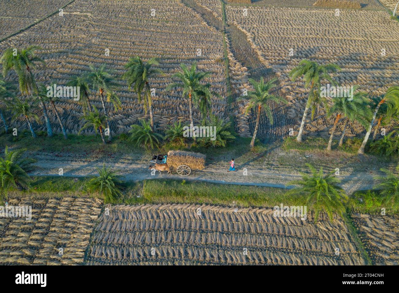 Farmers transporting rice paddy by Buffalo cart from field to home ...