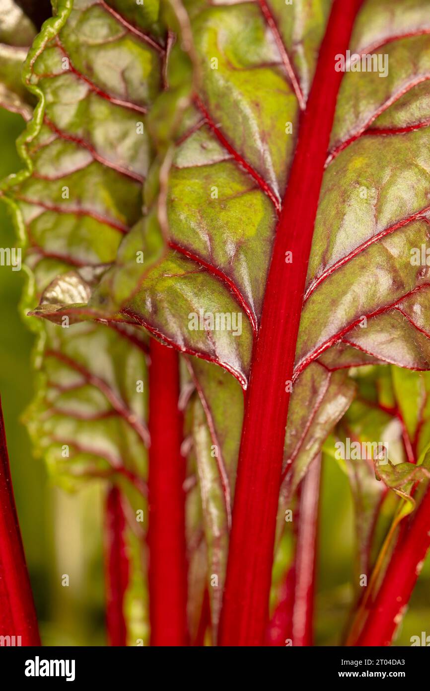 Natural very close up food plant portrait of Swiss Chard leaves backlit ...