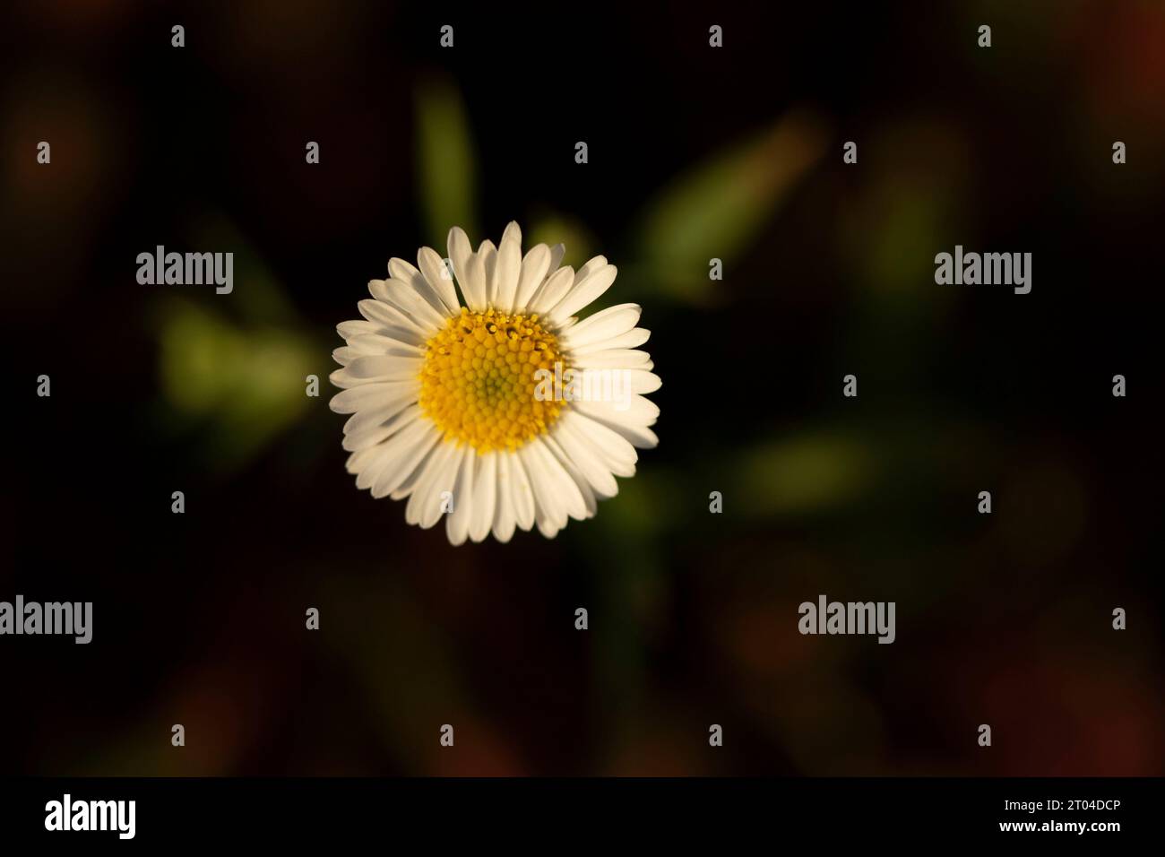 Estadio azteca hi-res stock photography and images - Alamy