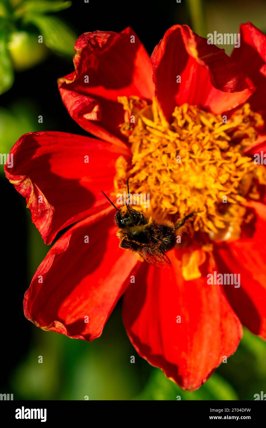 Natural close up flowering plant portrait of the stunning Dahlia Pooh ...