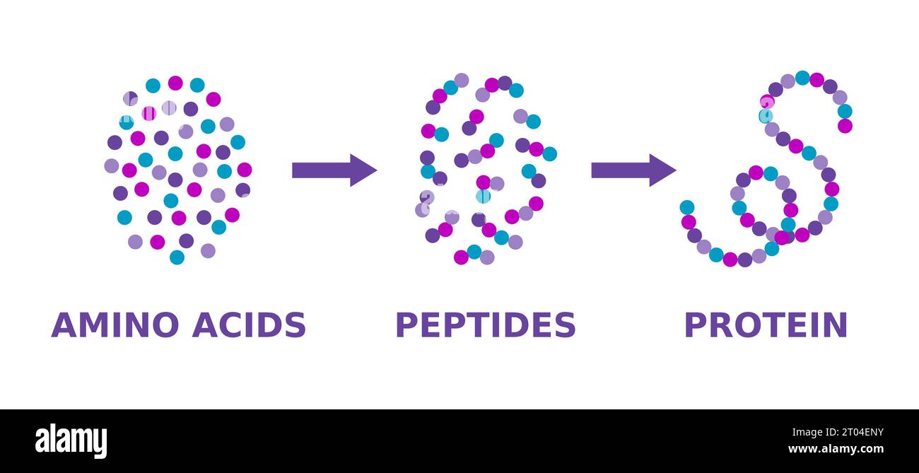 Proteins Amino Acids And Peptides Proteins Amino Acids And Peptides