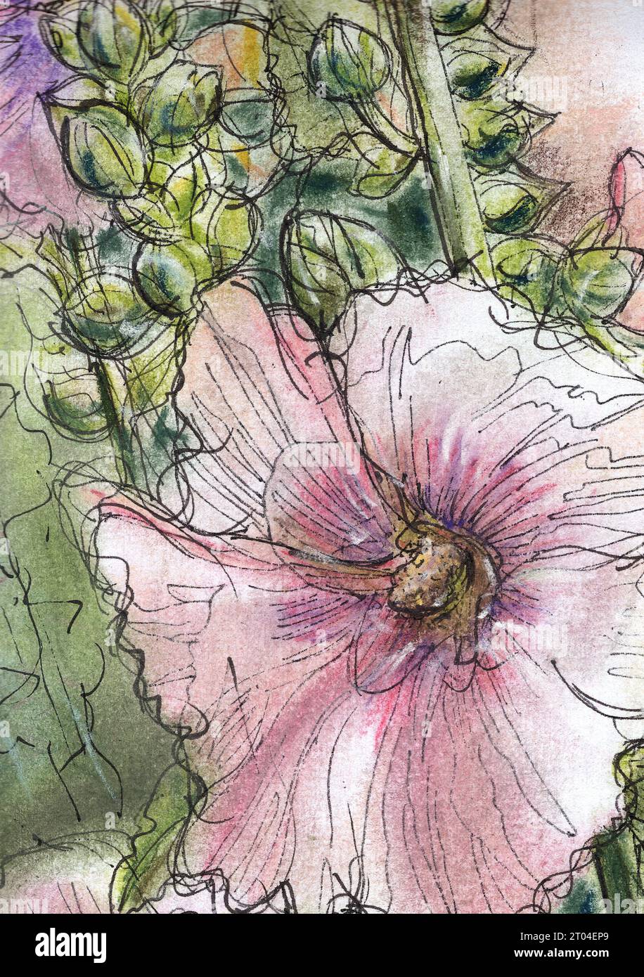 Fantasy ink and pastel illustration of pink hollyhocks Stock Photo - Alamy