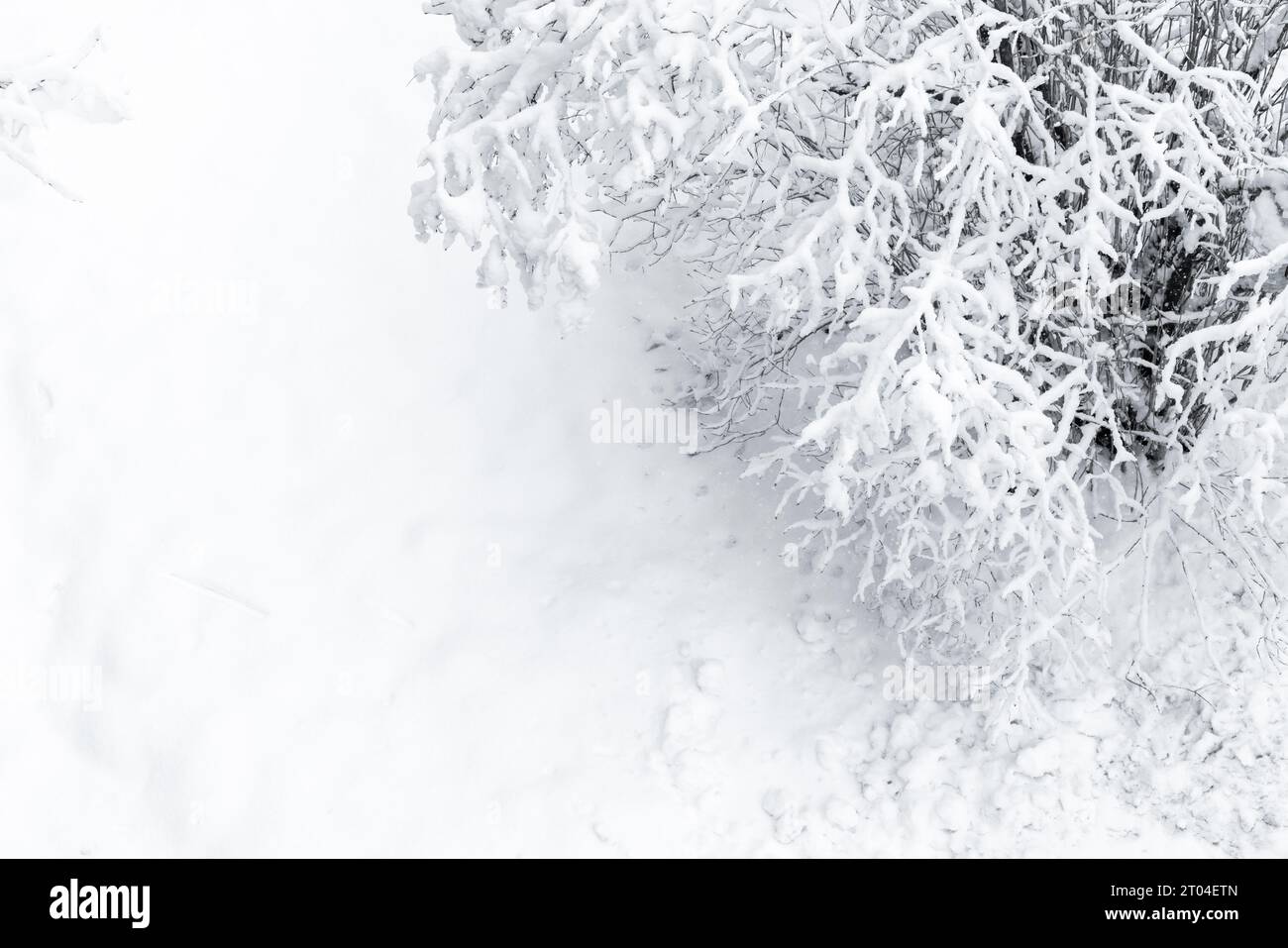 Frozen branches covered with show, top view. Winter nature background ...
