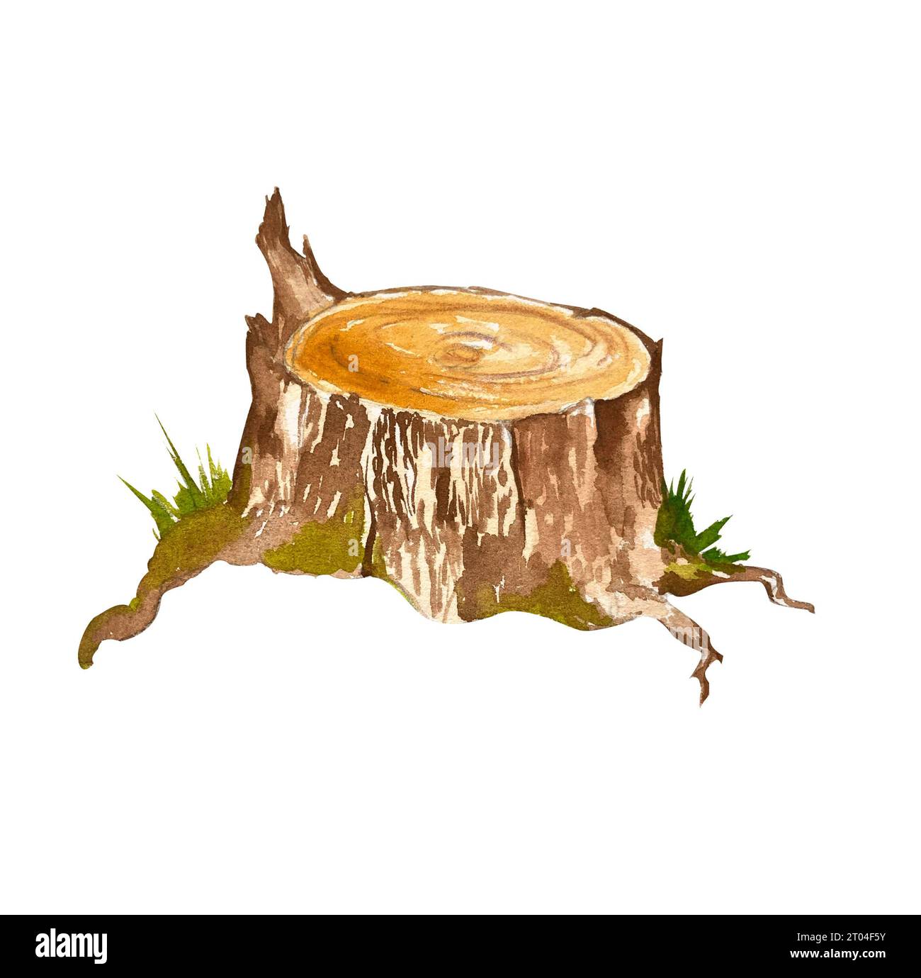Tree stump with grass. Watercolor realistic illustration. Tree cut ...