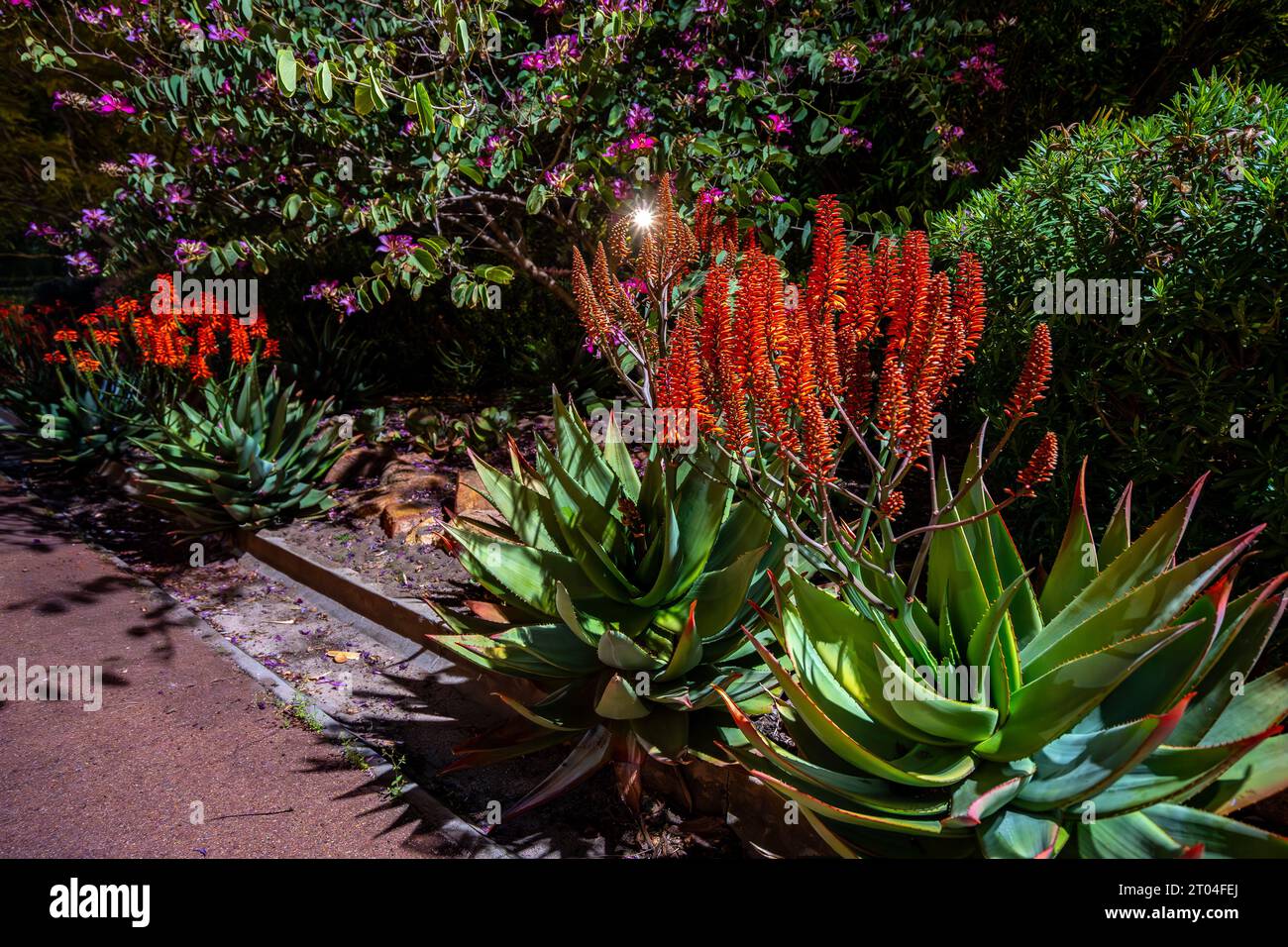 Flowering succulent Aloe ferox plant in Perth, Western Australia Stock ...