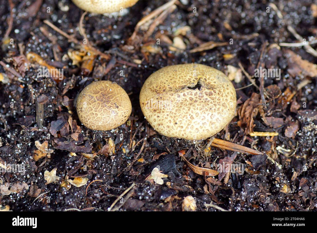 Leopard Earthball fungus (Scleroderma areolatum), a basidiomycete ...