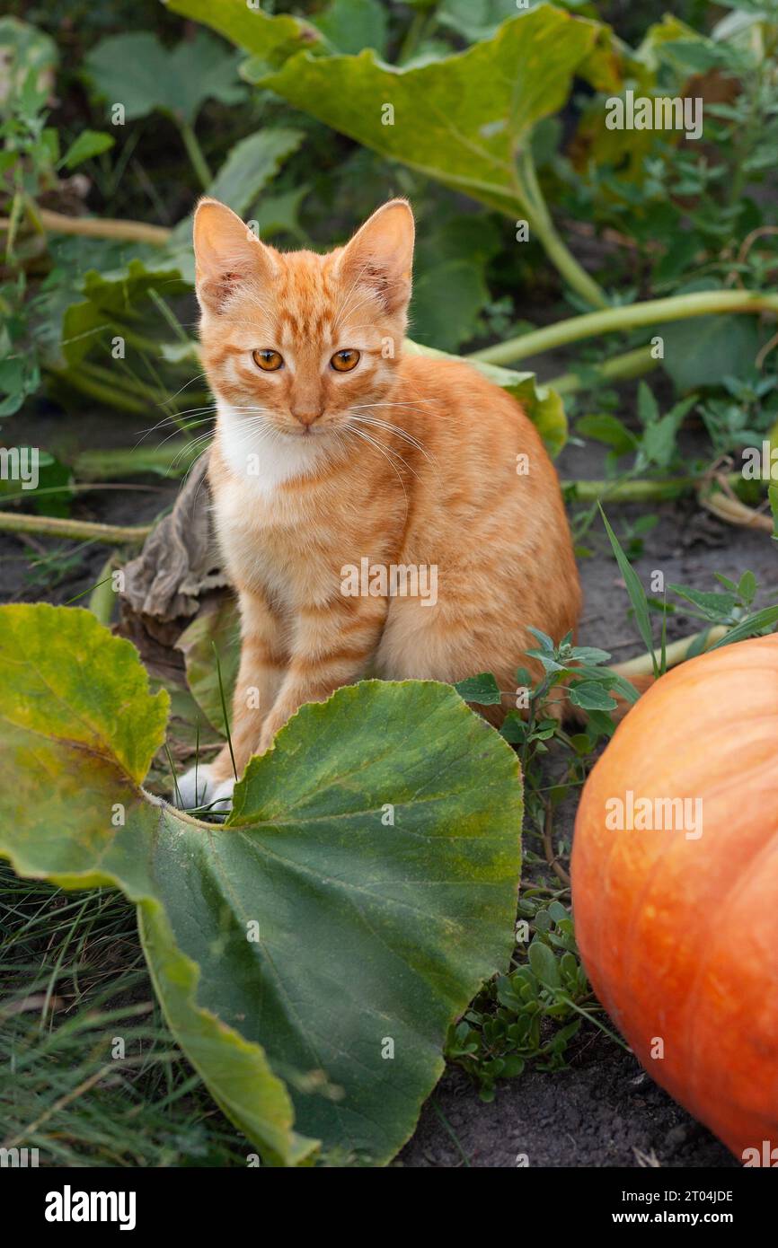 cute ginger kitten near an orange pumpkin in the garden in autumn close ...