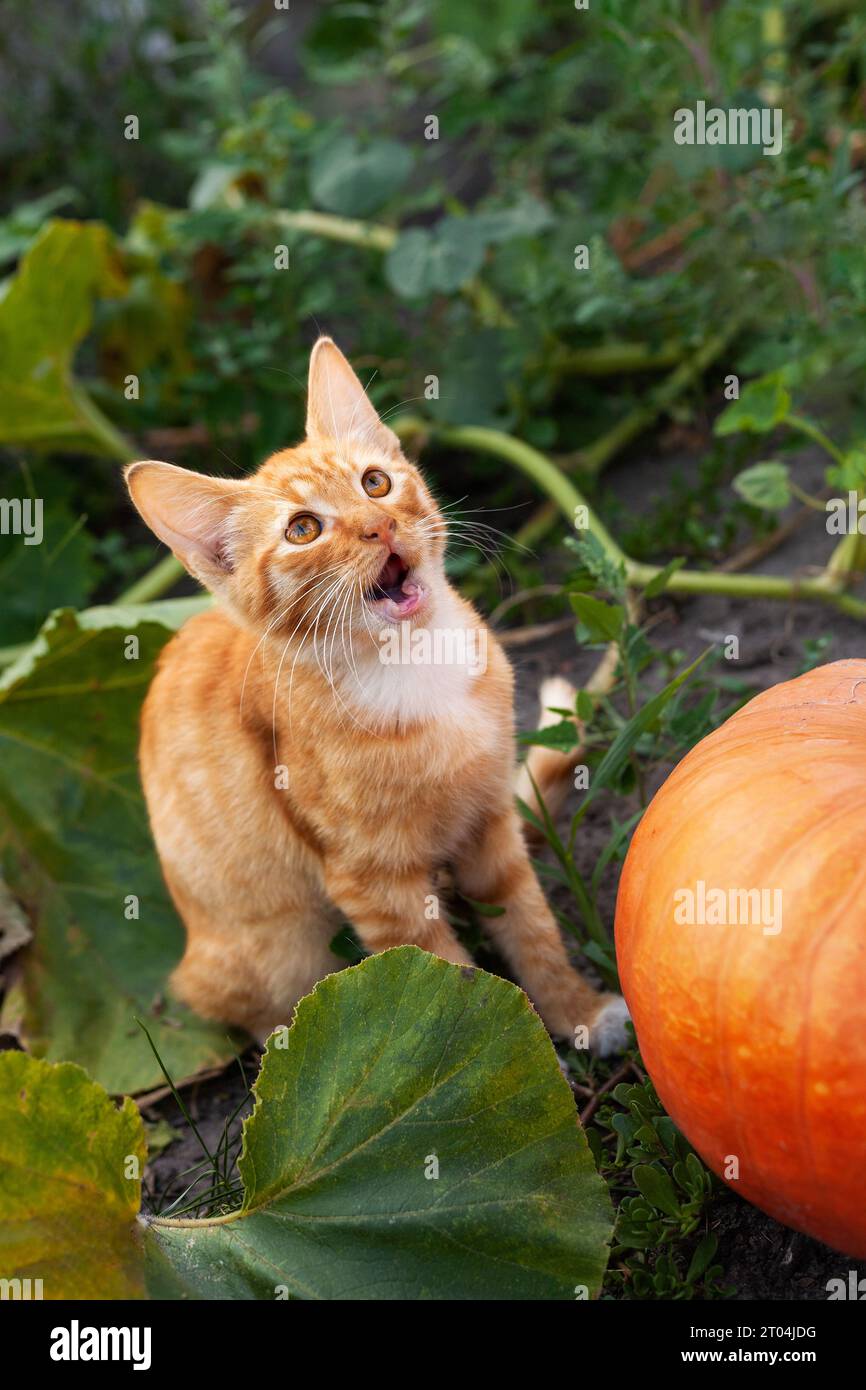 cute ginger kitten looking up with open mouth near orange pumpkin ...