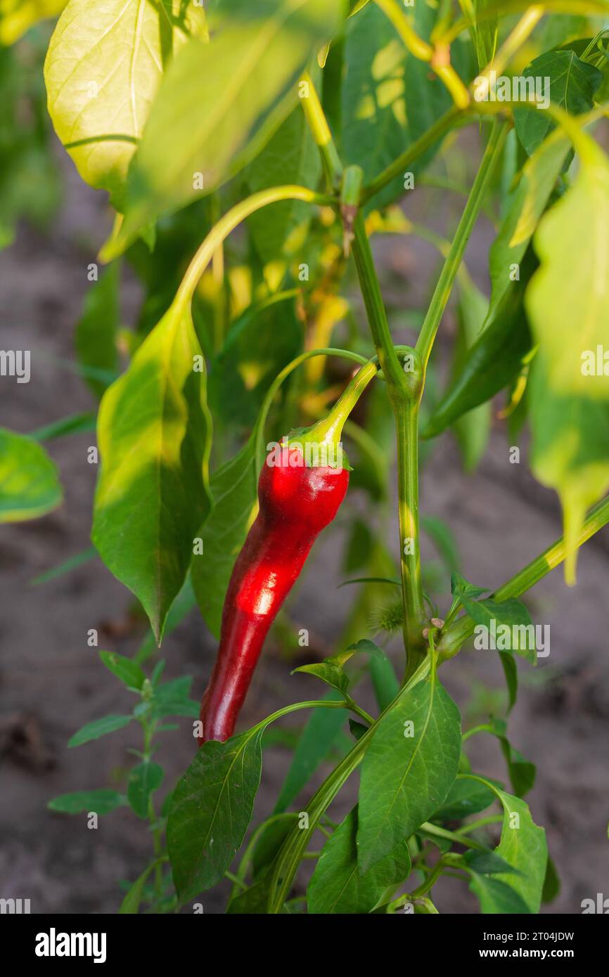 one red hot pepper grows on a bush in the garden on a summer day ...