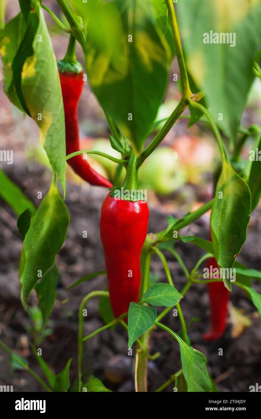 the fruits of red hot pepper grow on a bush in the garden on a summer ...