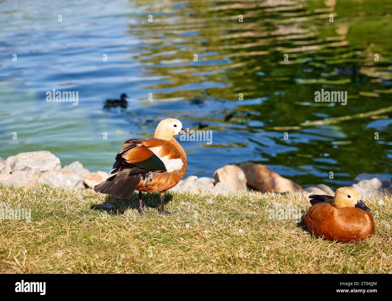 Beautiful red ducks sitting on green grass near river, ready to swim on ...