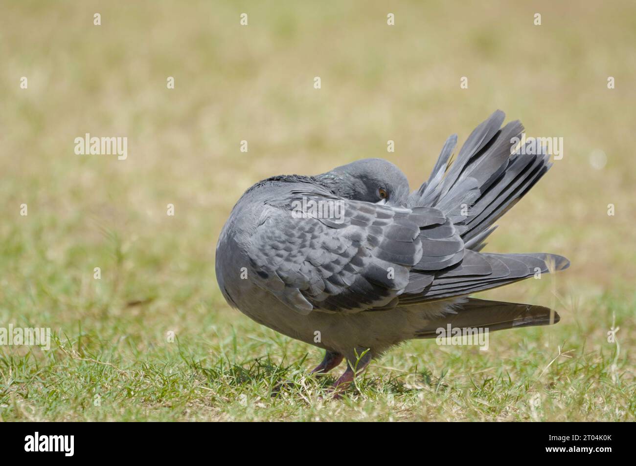 pigeon waiting for food Stock Photo - Alamy