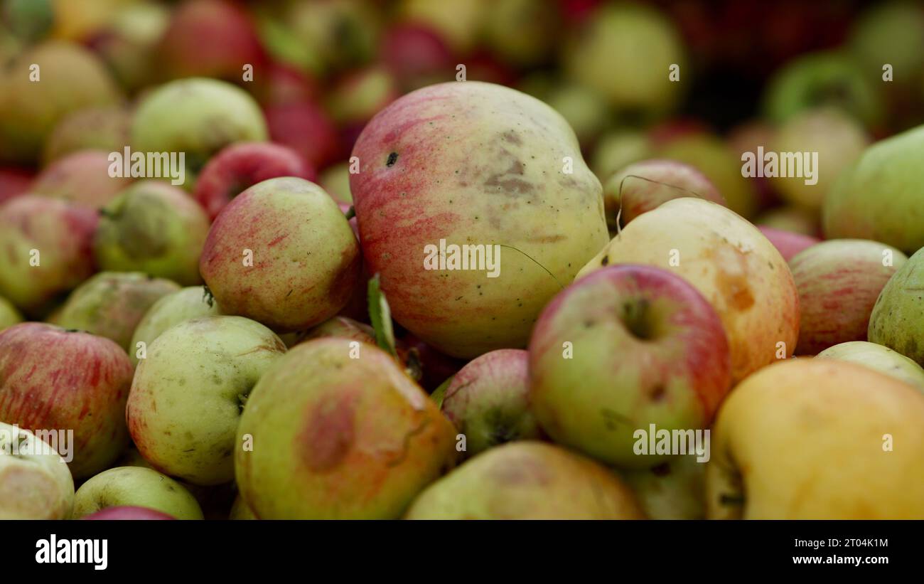 A load of apples for the apple press Stock Photo - Alamy