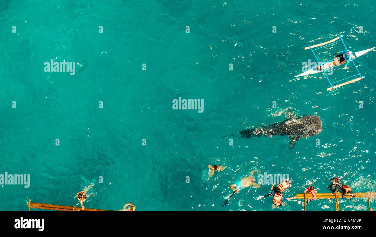 Aerial view of tourists snorkeling and watch whale sharks in turquoise ...