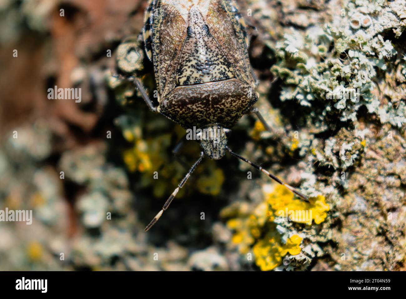 Mottled shieldbug on a tree, stink bug, rhaphigaster nebulosa Stock ...
