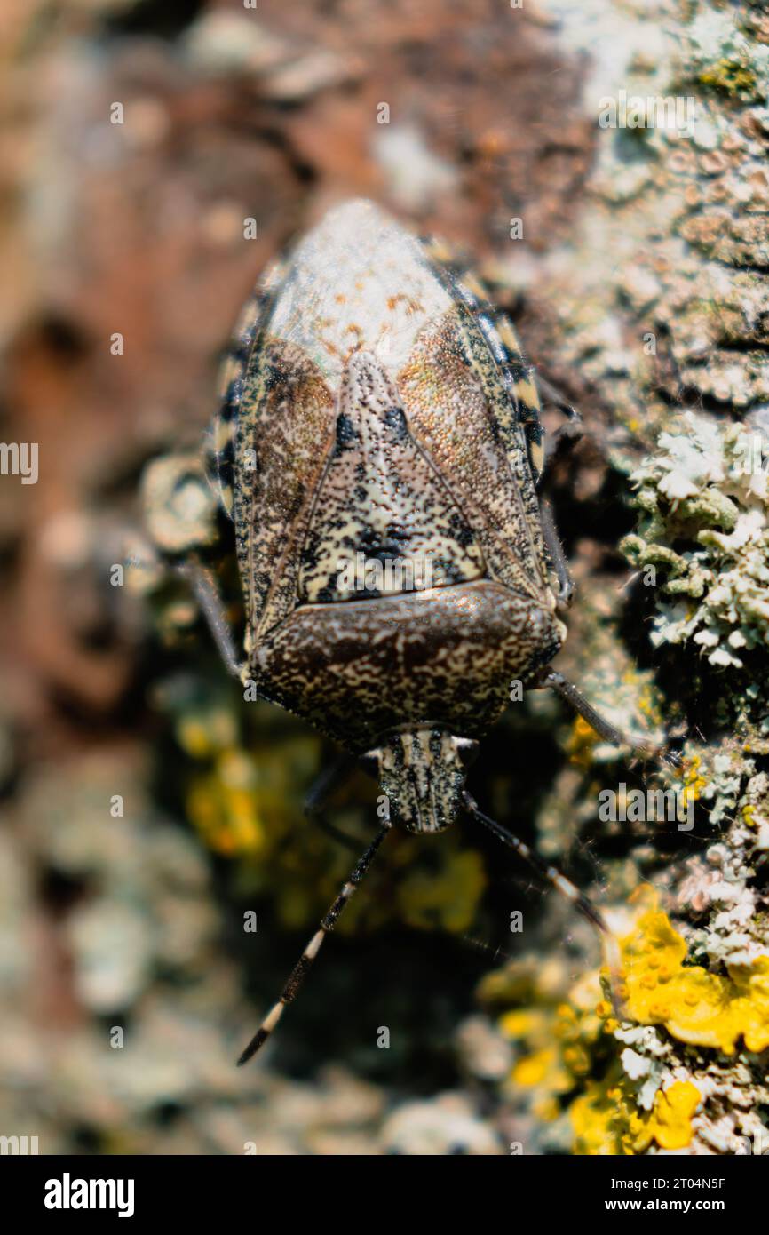 Mottled shieldbug on a tree, stink bug, rhaphigaster nebulosa Stock ...