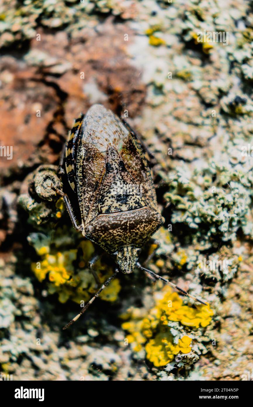 Mottled shieldbug on a tree, stink bug, rhaphigaster nebulosa Stock ...