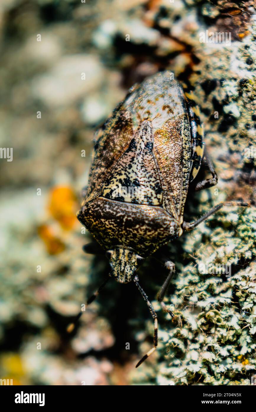 Mottled shieldbug on a tree, stink bug, rhaphigaster nebulosa Stock ...