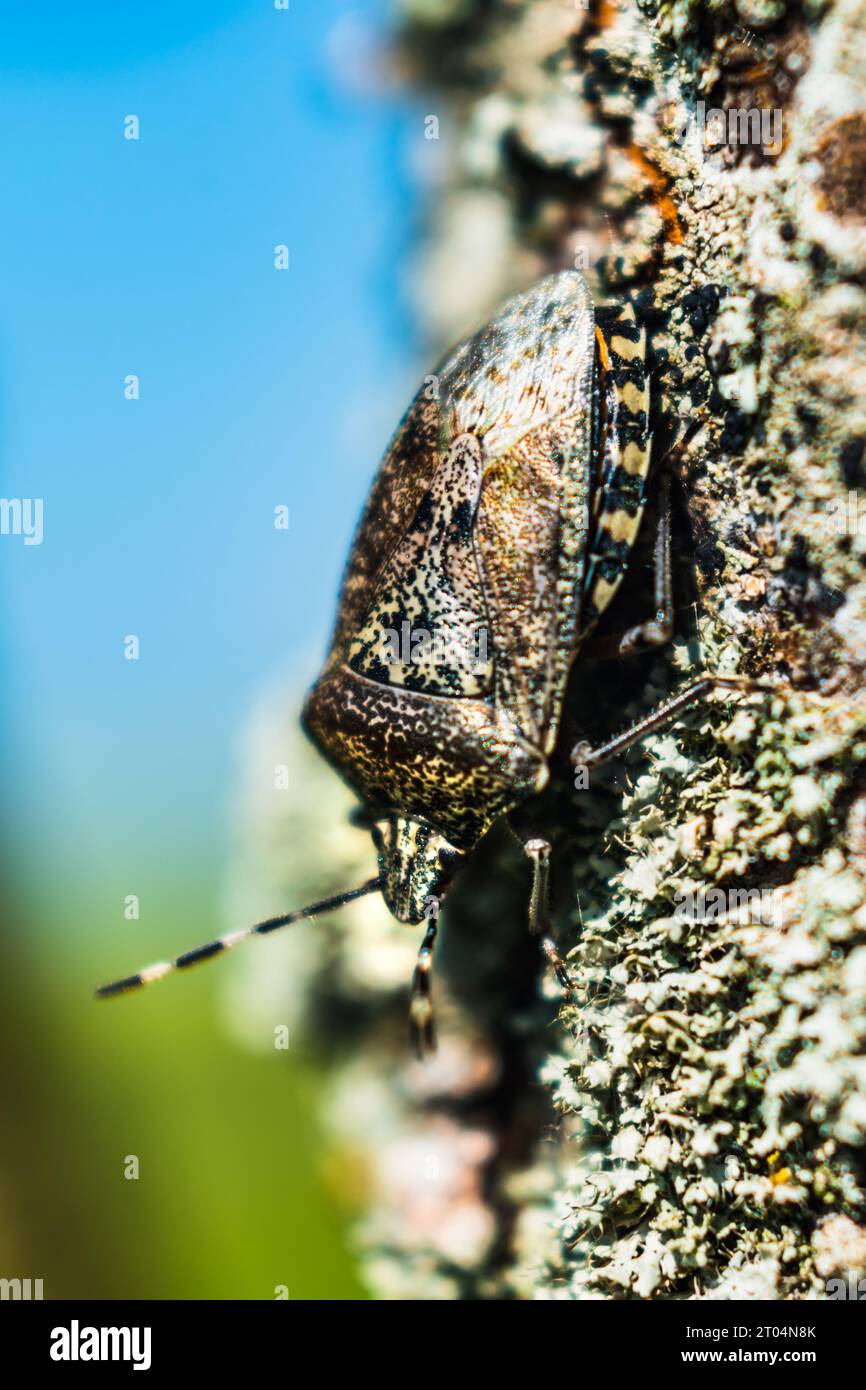 Mottled shieldbug on a tree, stink bug, rhaphigaster nebulosa Stock ...