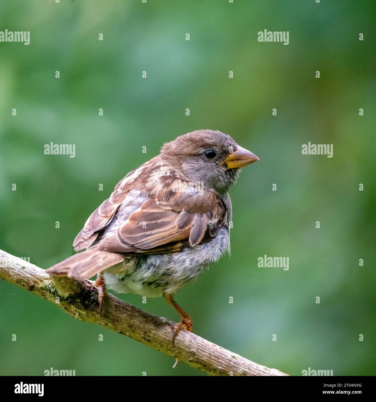Thick bush perched hi-res stock photography and images - Alamy