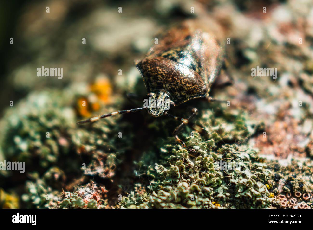 Mottled shieldbug on a tree, stink bug, rhaphigaster nebulosa Stock ...