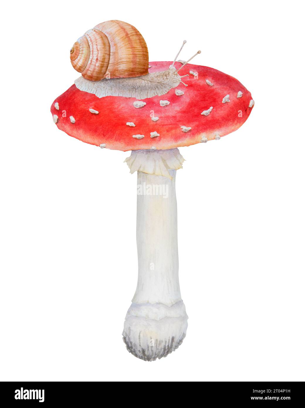 Red fly agaric and grape Roman snail. Watercolor hand drawn ...