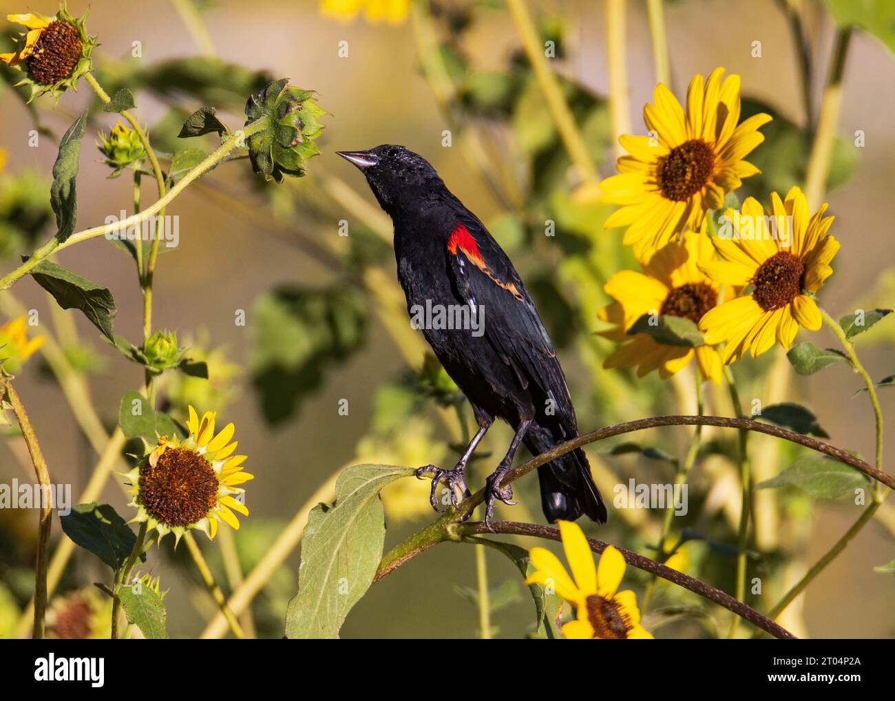 A Red-winged Blackbird (Agelaius phoeniceus) stretches up to grab a ...