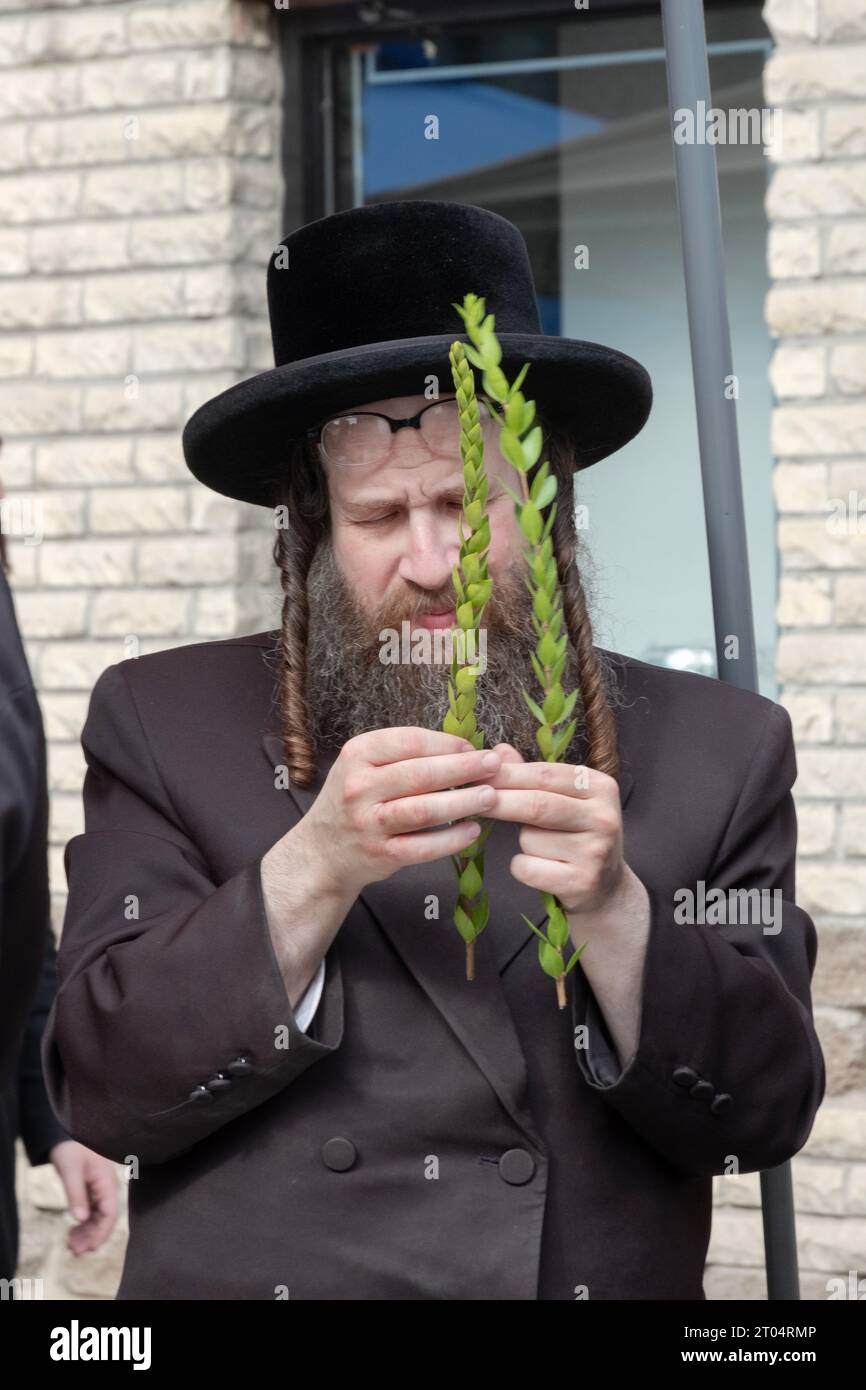 An orthodox Jewish man prepares for Sukkos examining myrtle branches ...