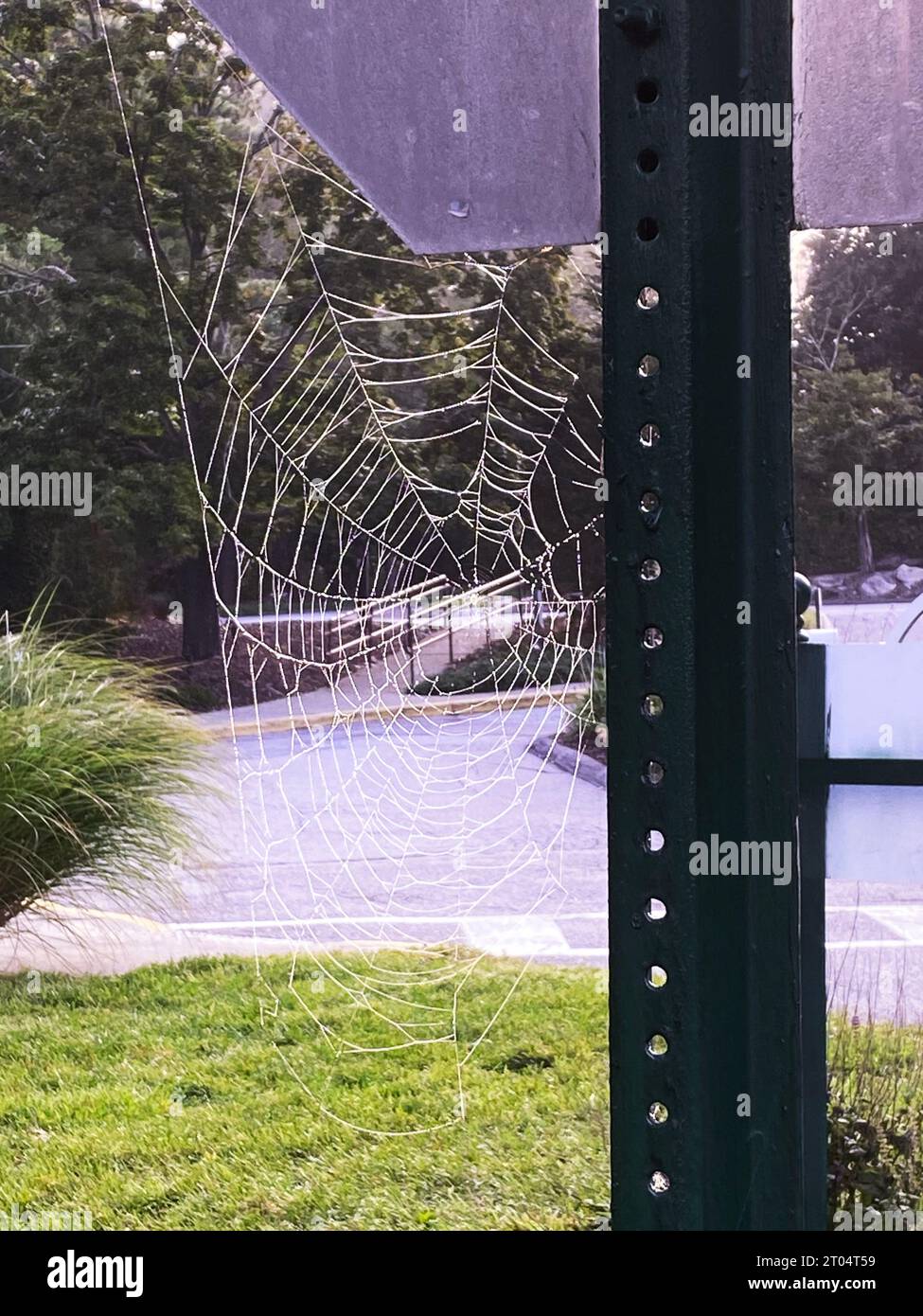 Spider hanging from web hi-res stock photography and images - Alamy