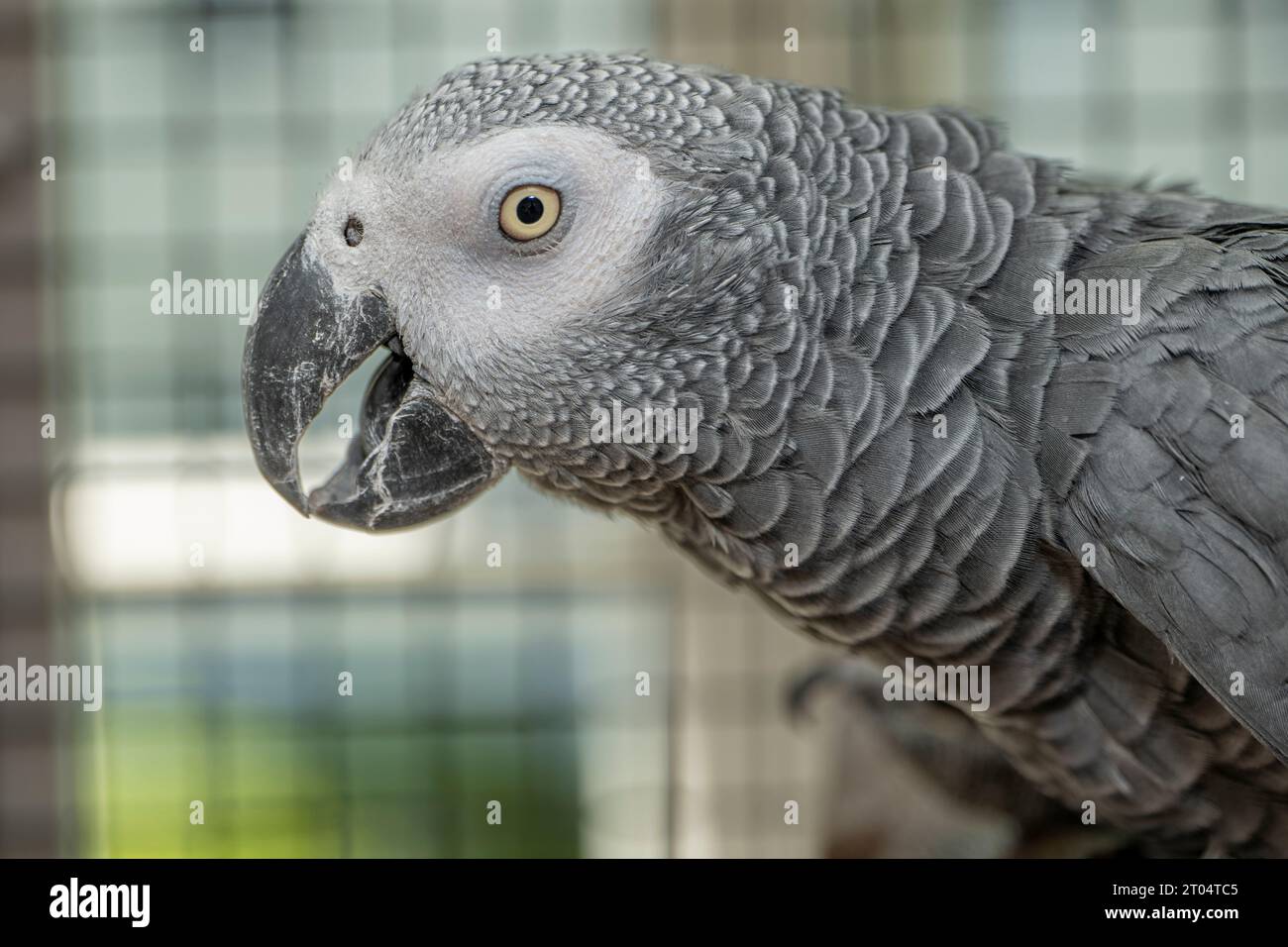 Head portrait of gray parrot Stock Photo - Alamy