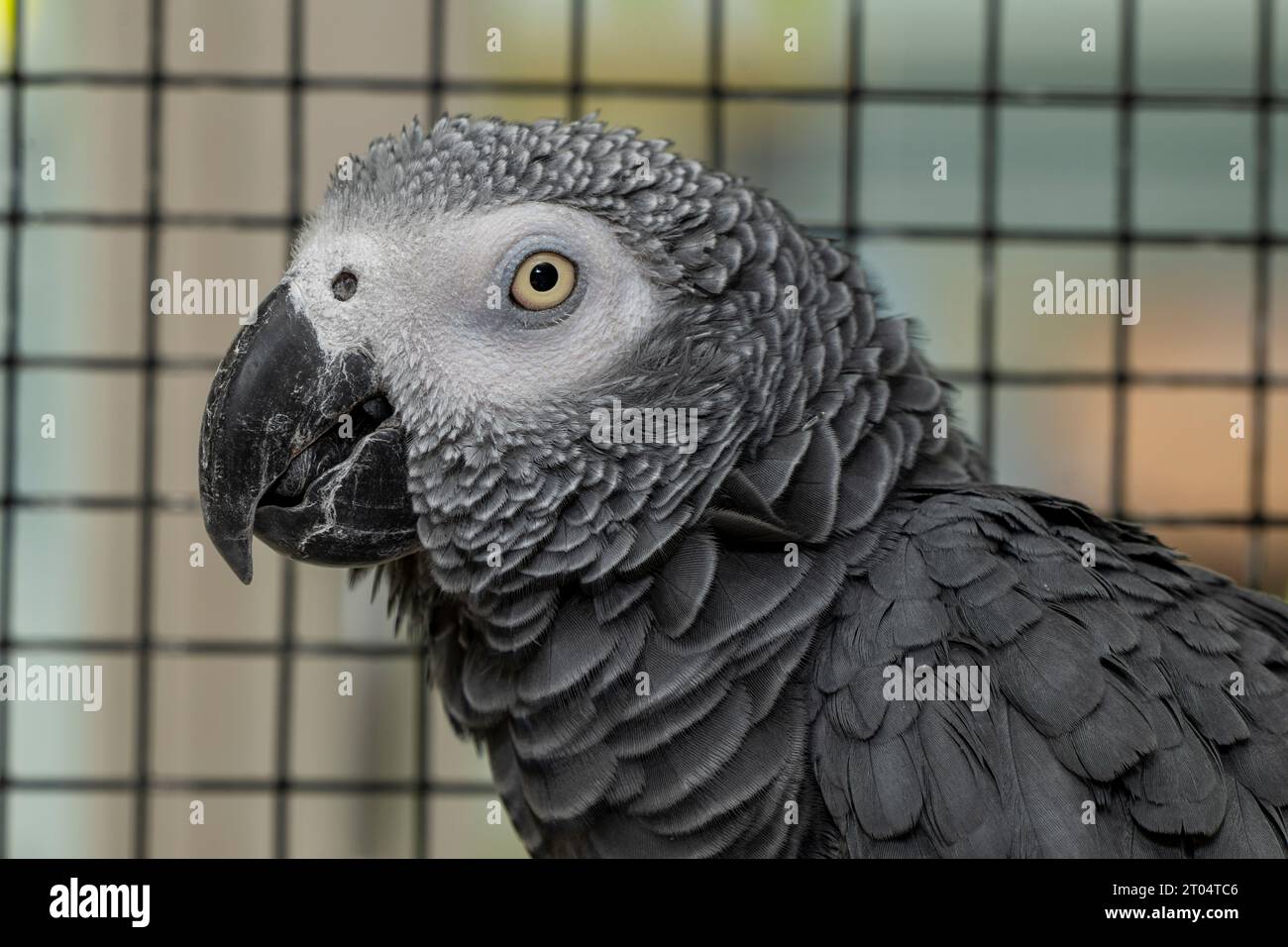 Jako parrot hi-res stock photography and images - Alamy