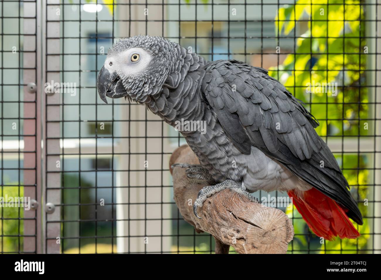 Horizontal shot full body portrait hi-res stock photography and images ...