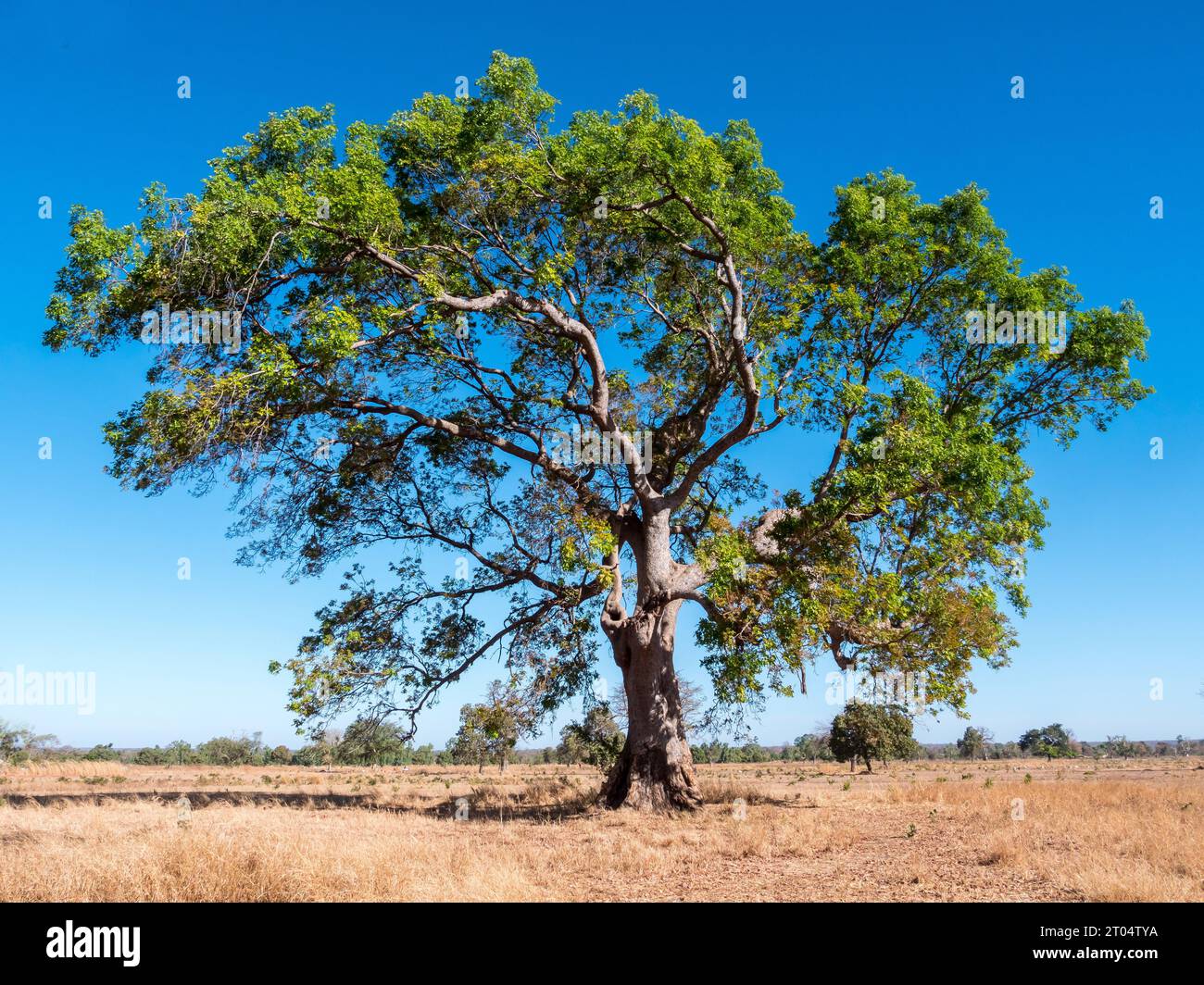 Typical african trees in africa hi-res stock photography and images - Alamy