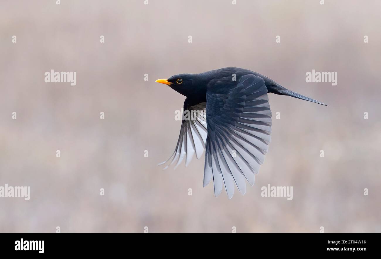 blackbird (Turdus merula), side view of a male, Finland, Hanko Stock ...