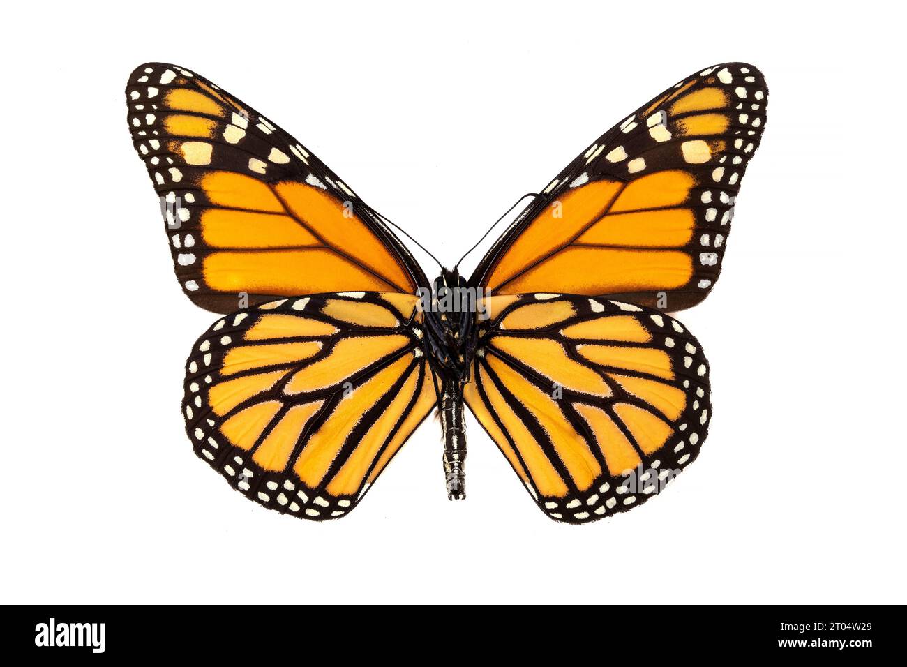 monarch butterfly, monarch, milkweed, common tiger, wanderer, black ...