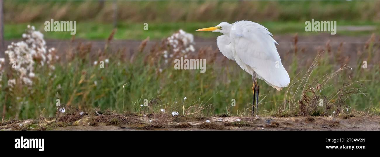 great egret, Great White Egret (Egretta alba, Casmerodius albus, Ardea ...