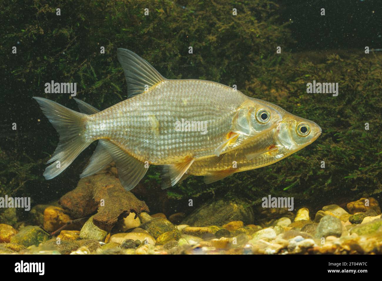 silver bream, white bream (Blicca bjoerkna, Abramis bjoerkna), rivals ...